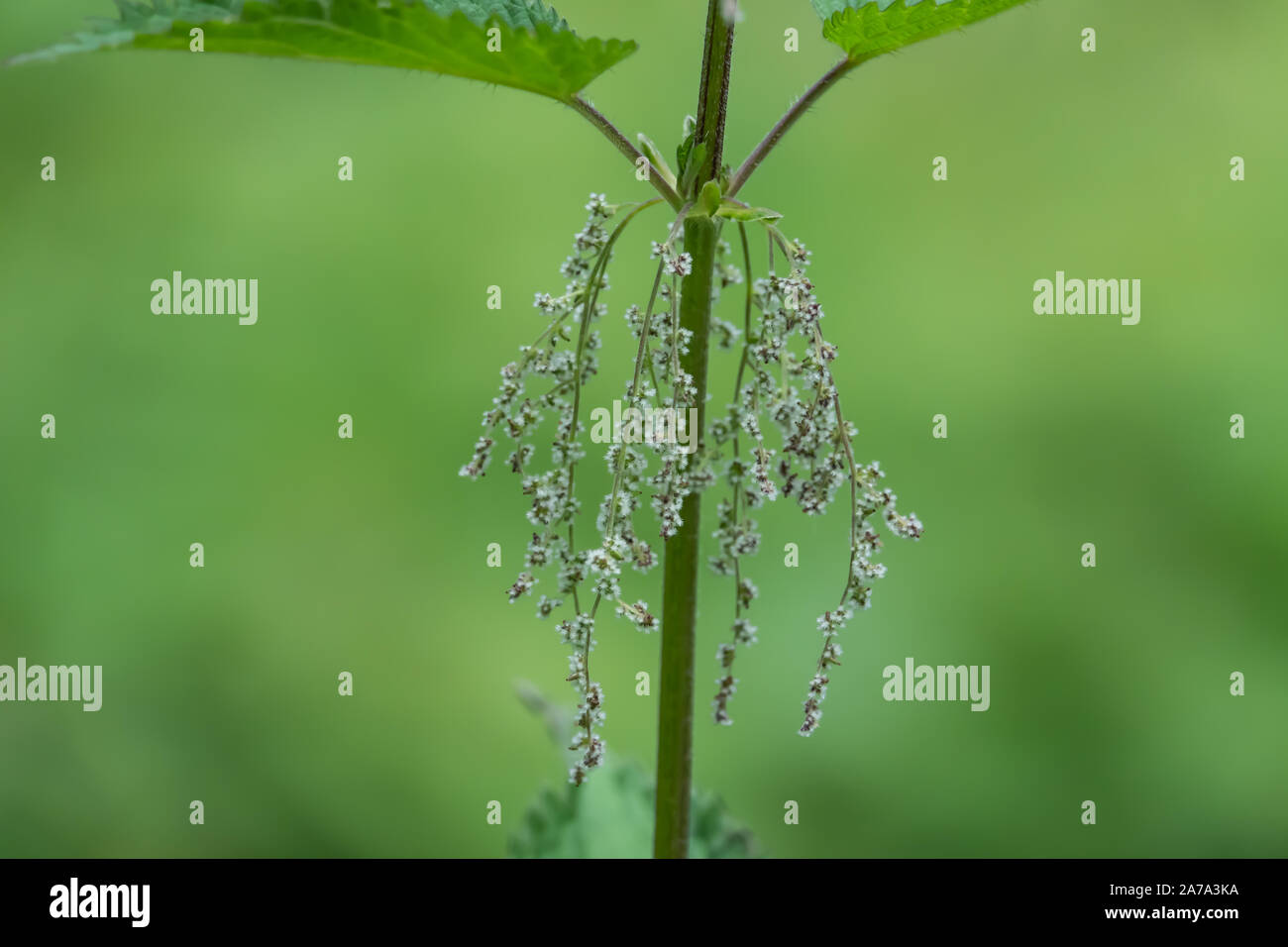 Nettle Flowers in Bloom in Springtime Stock Photo - Alamy