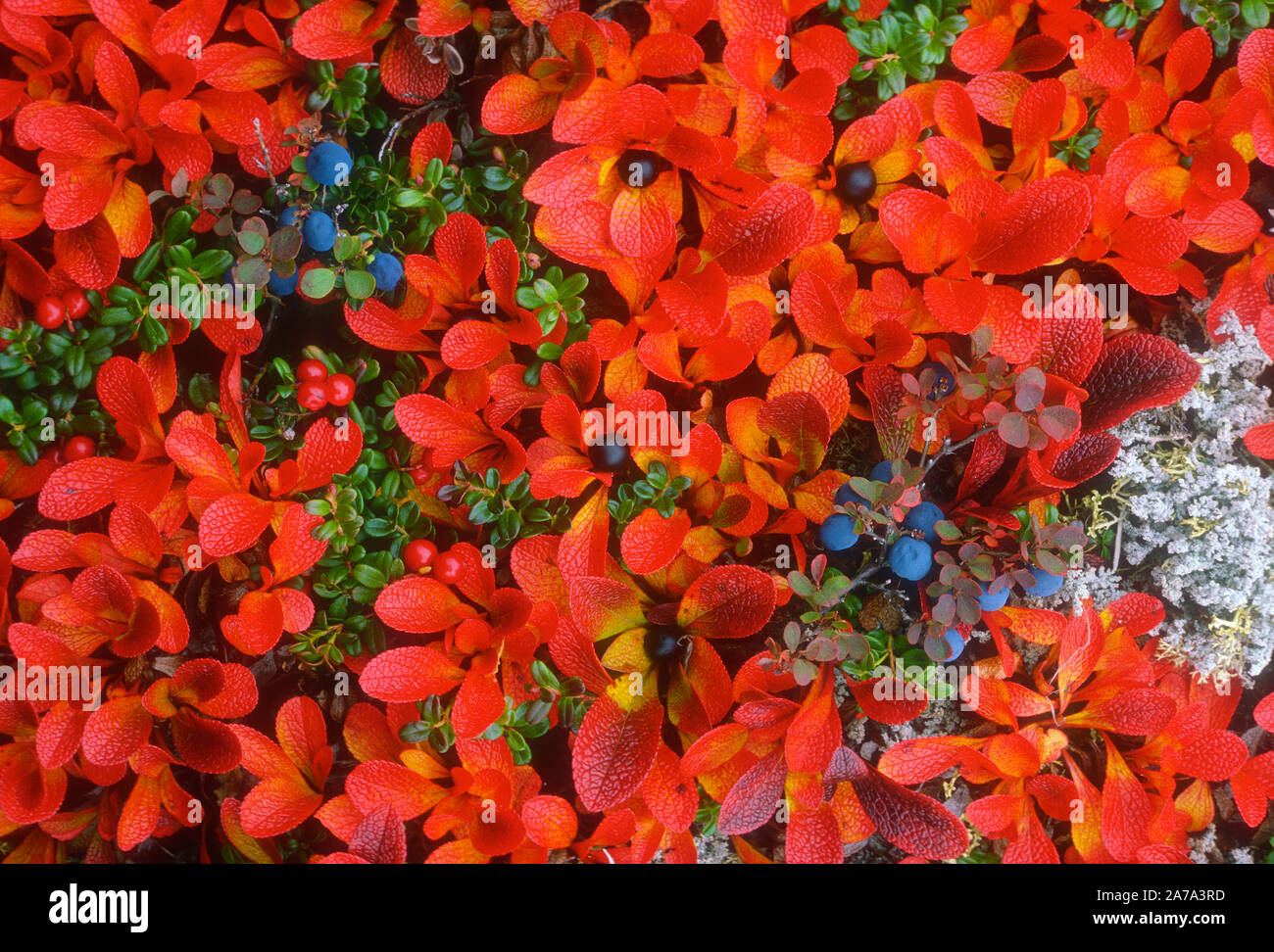 North America; United States; Alaska; Alaska Range Mountains; Denali ...