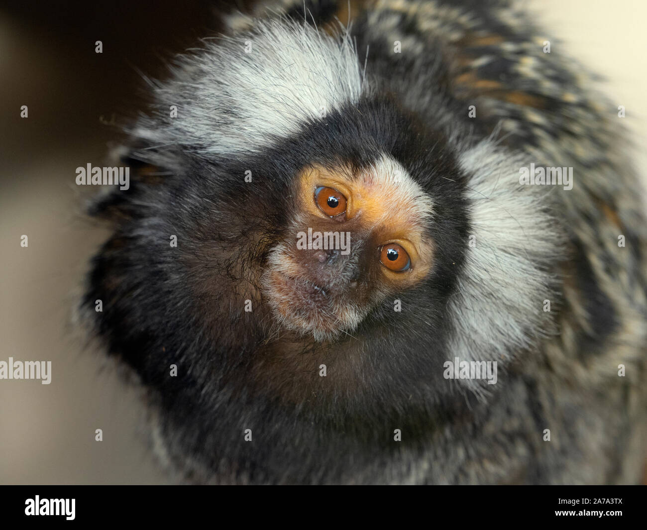Common marmoset Callithrix jacchus CAPTIVE Stock Photo - Alamy