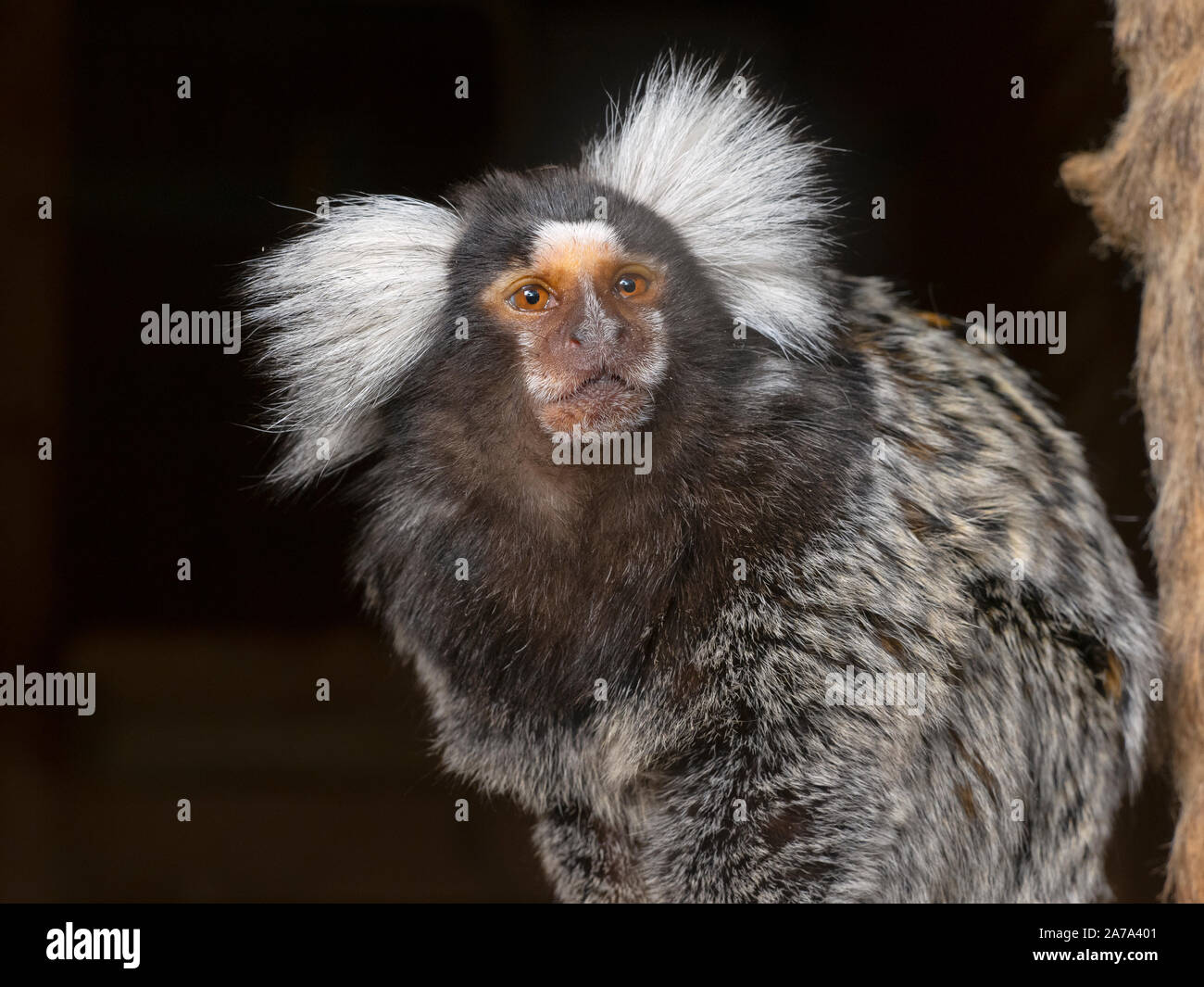 Common marmoset Callithrix jacchus CAPTIVE Stock Photo - Alamy