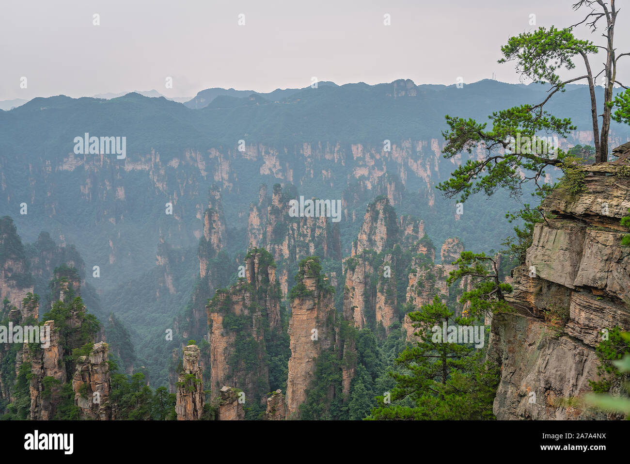 Tree growing on the top of a stone pillar of Tianzi mountains in ...
