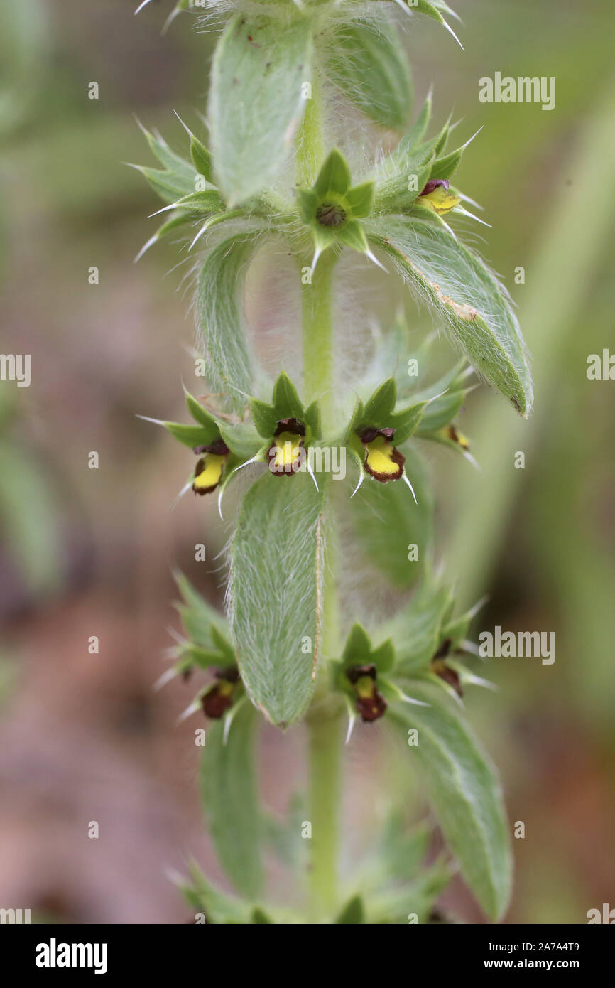 Sideritis Plants High Resolution Stock Photography and Images - Alamy