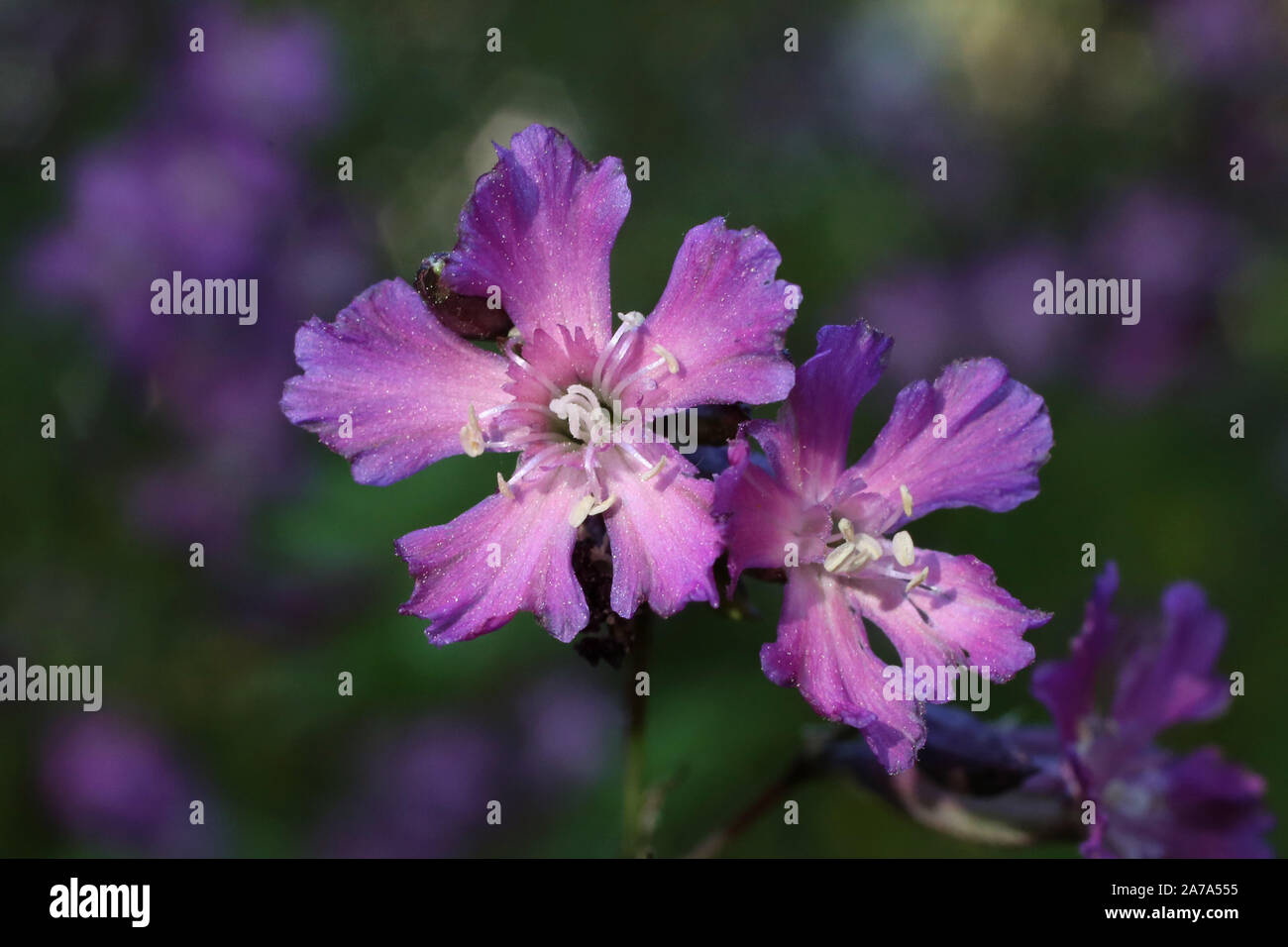 Viscaria flower hi-res stock photography and images - Alamy