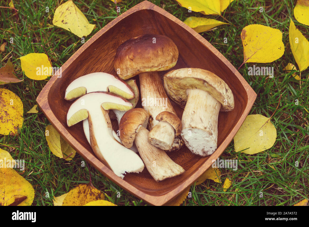 Edible mushrooms in the kitchen in fall season Stock Photo - Alamy