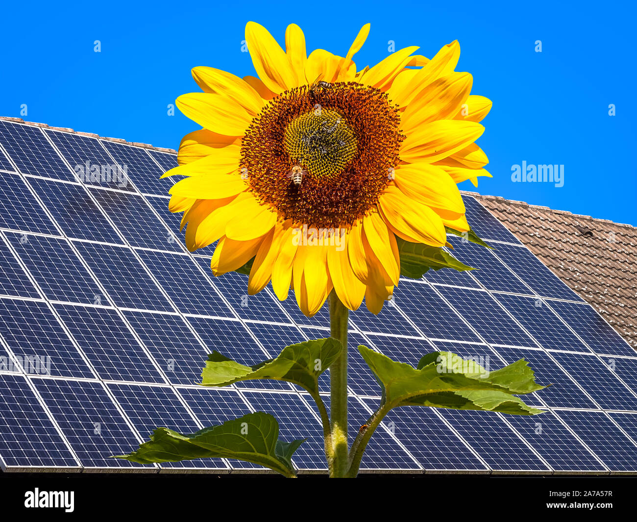 Solar Cells on a Roof with a Sunflower in the Foreground Stock Photo ...
