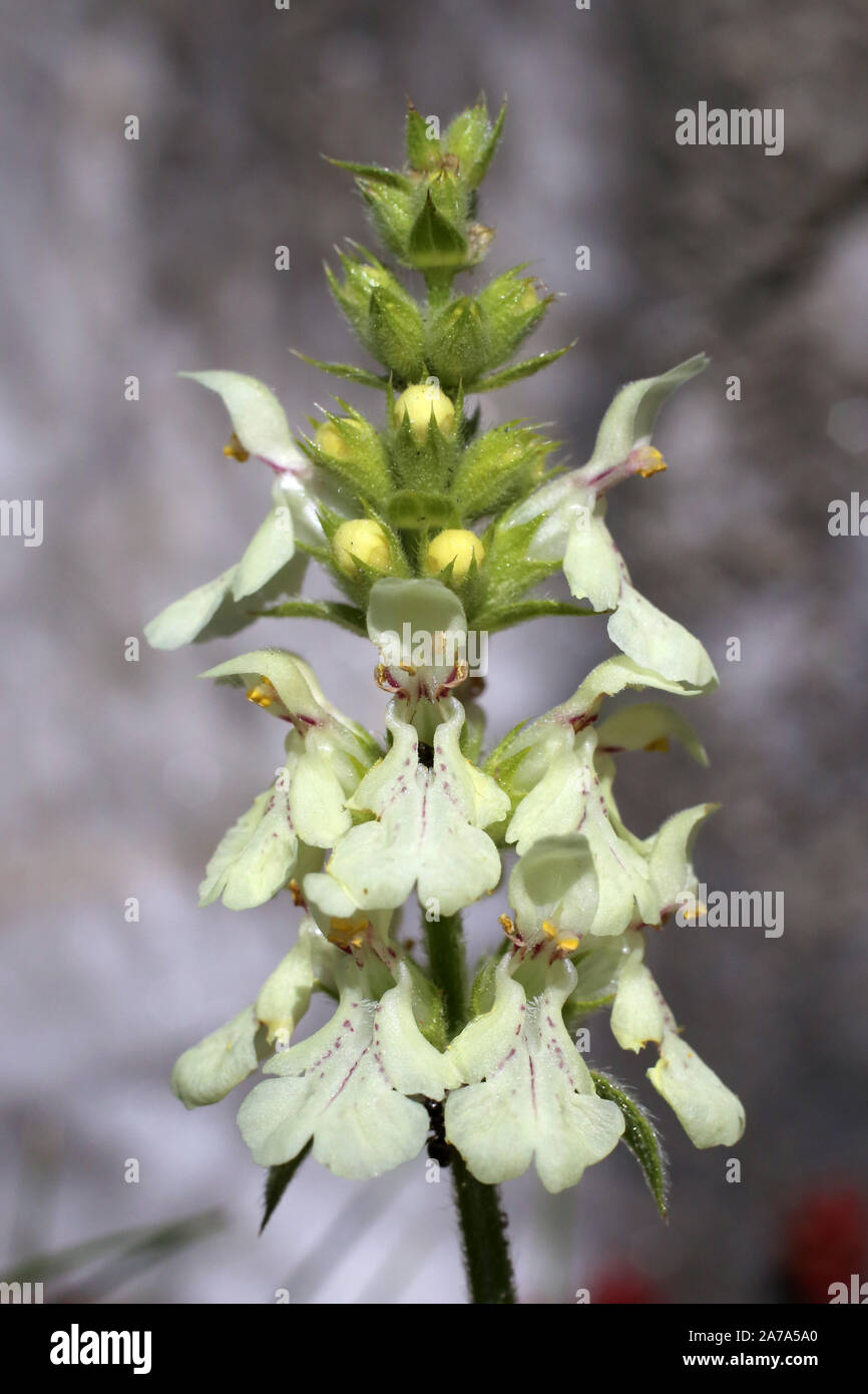 Stachys recta - wild plant. Plant blooming in summer Stock Photo - Alamy