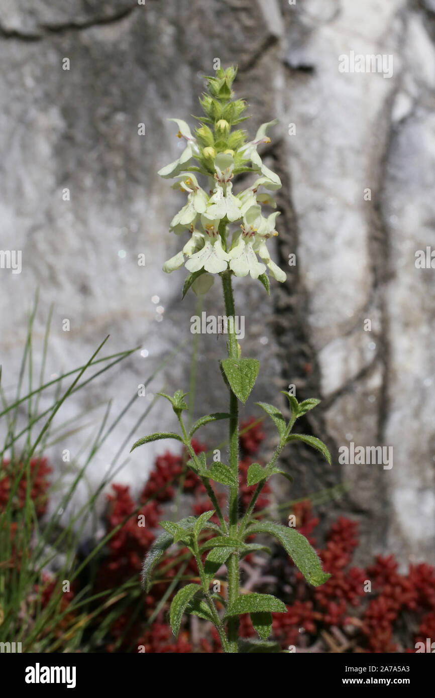 Stachys recta - wild plant. Plant blooming in summer Stock Photo - Alamy