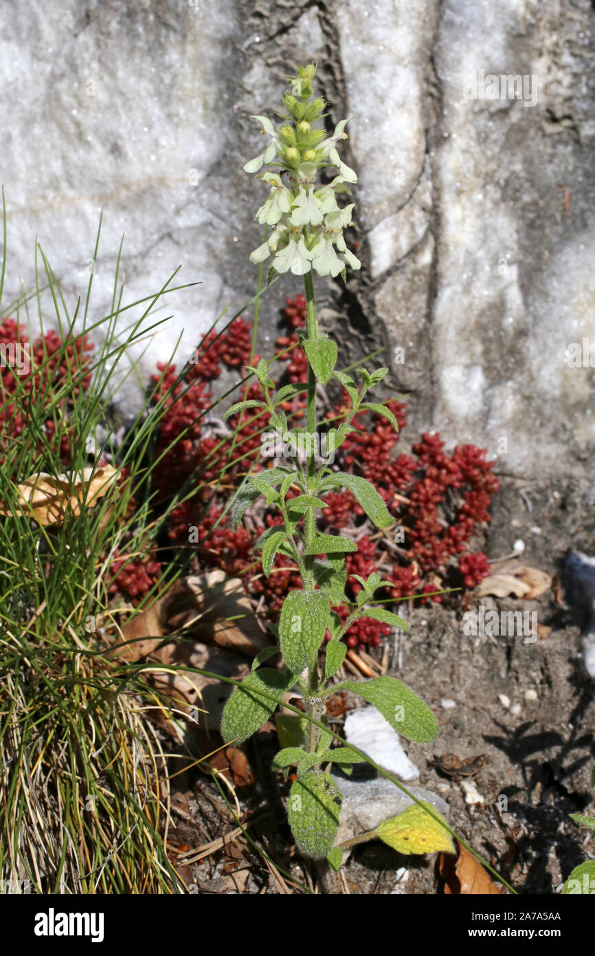 Stachys recta - wild plant. Plant blooming in summer Stock Photo - Alamy