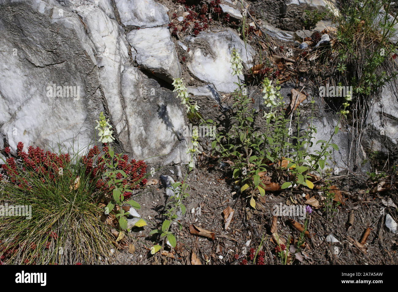 Stachys recta - wild plant. Plant blooming in summer Stock Photo - Alamy