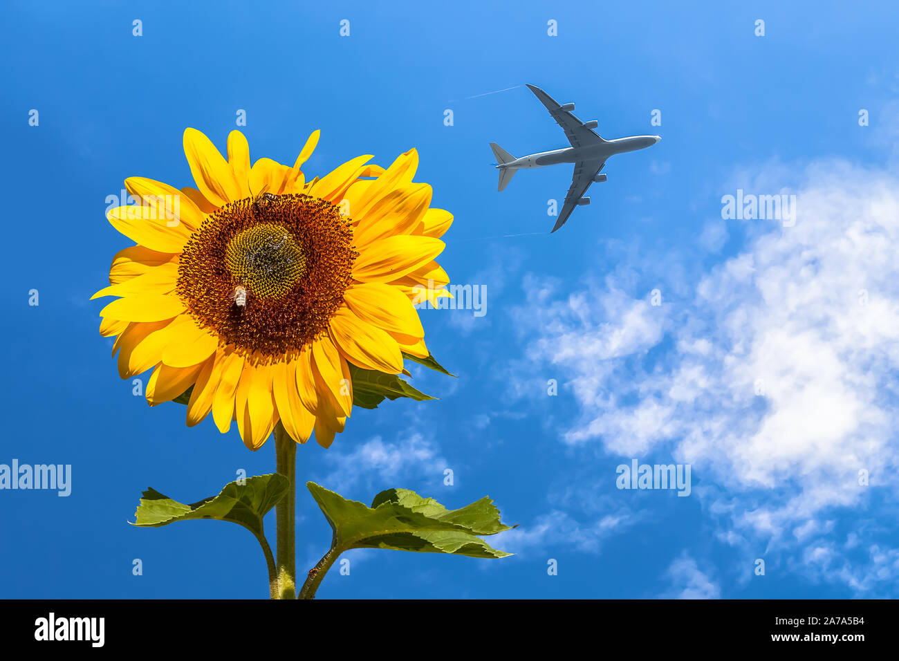 Plane in the sky with Sunflower in the Foreground Stock Photo - Alamy