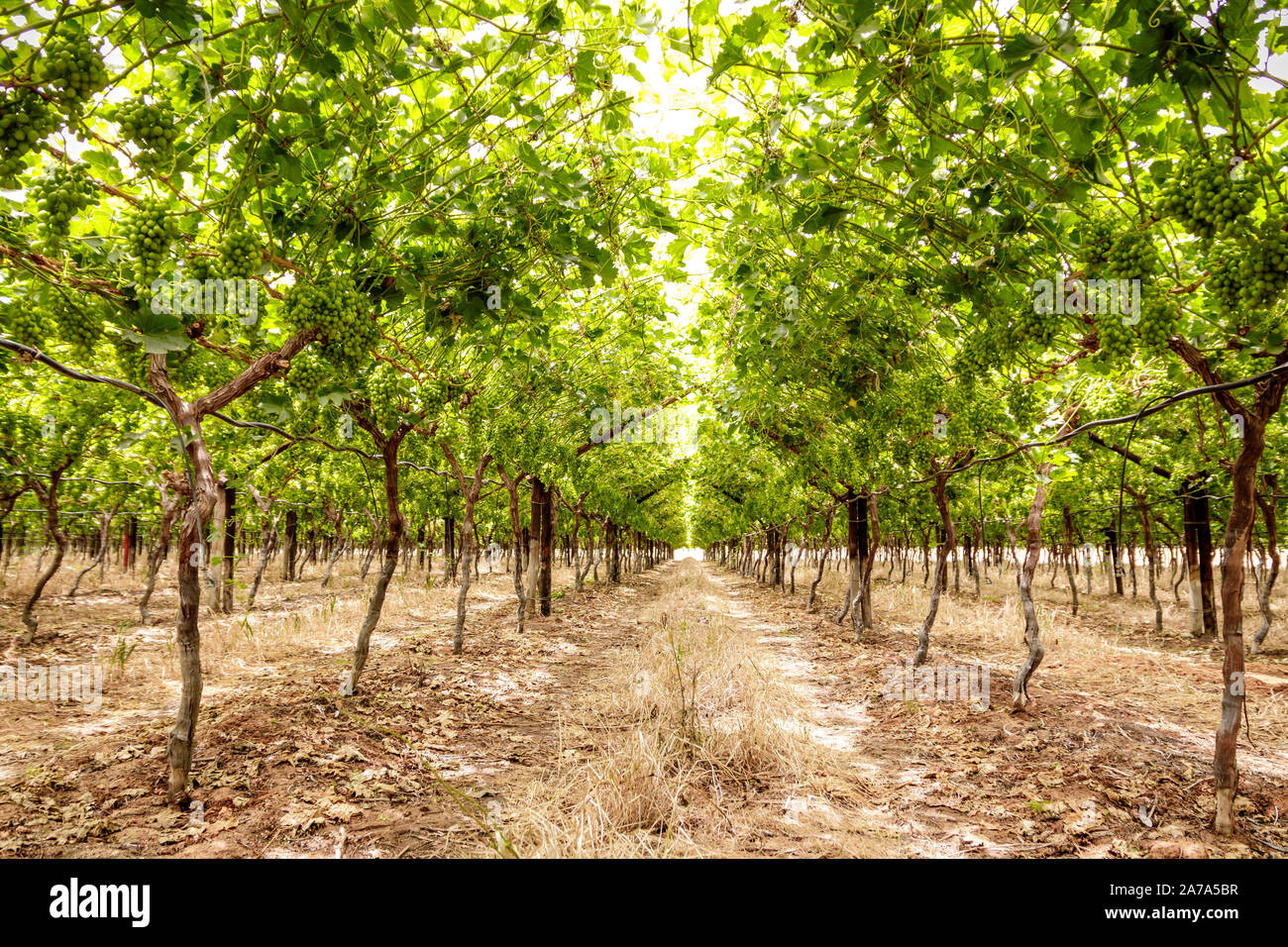 Grapes on the vine in a natural Northern Cape South African vineyard ...