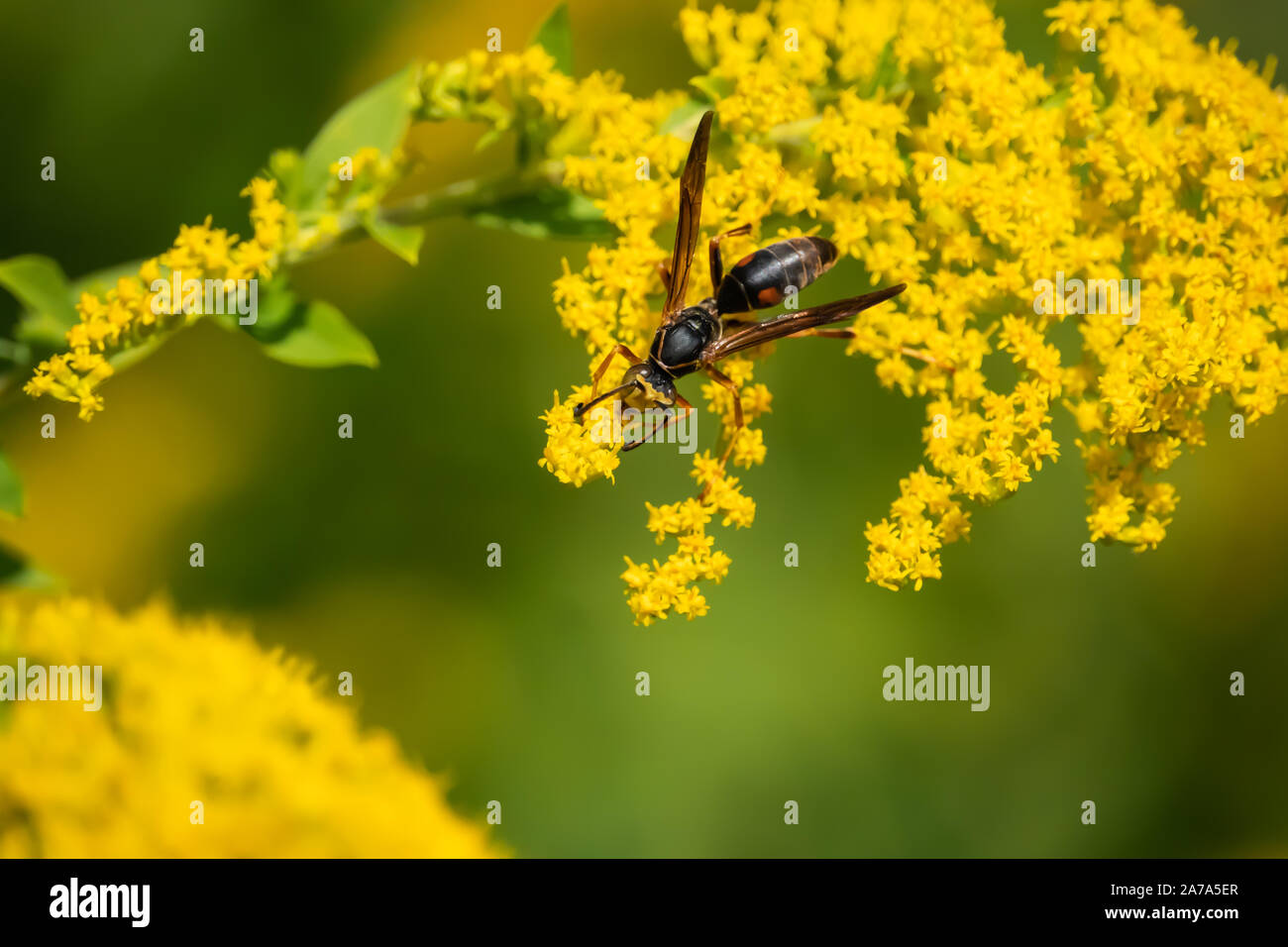 Goldenrod Flower High Resolution Stock Photography and Images - Alamy