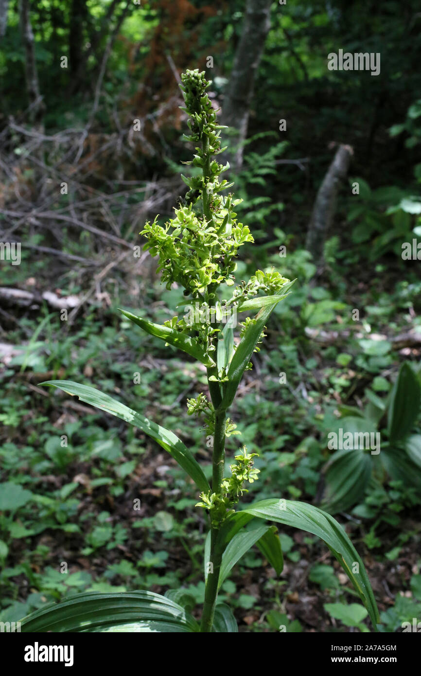 Veratrum lobelianum - wild plant. Plant blooming in summer Stock Photo ...