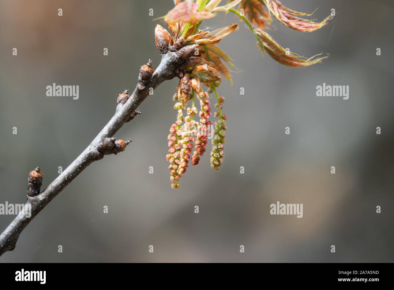 Oak Flowers in Bloom in Springtime Stock Photo - Alamy
