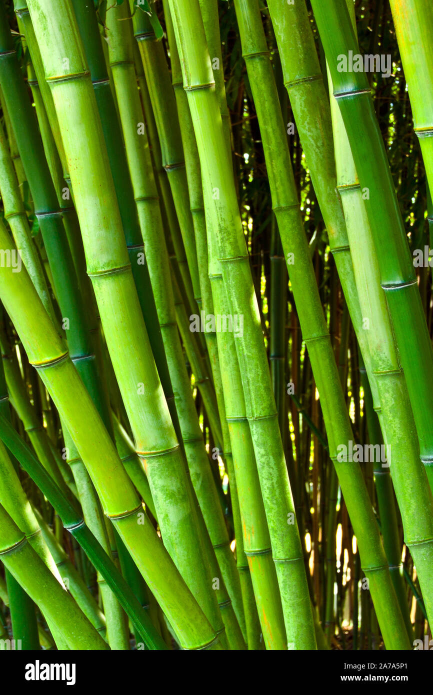 Bamboo background in full size Stock Photo - Alamy
