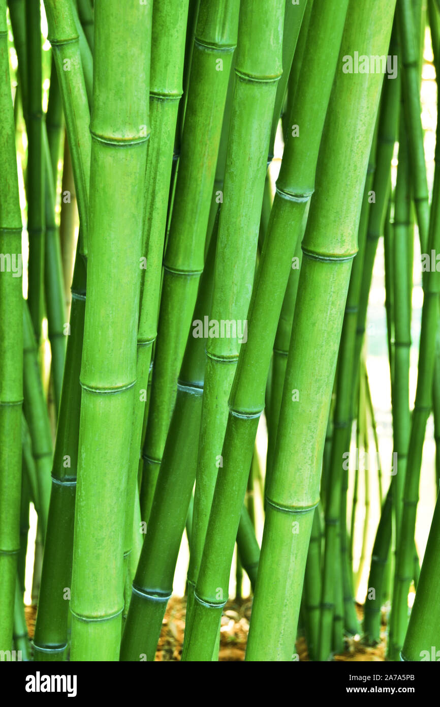 Bamboo background in full size Stock Photo - Alamy