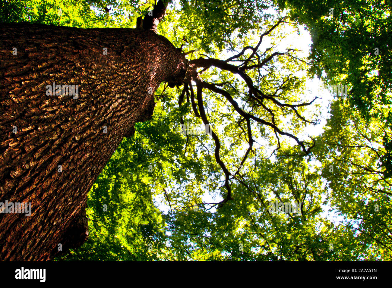 Treetop with leaves and sunrays Stock Photo - Alamy
