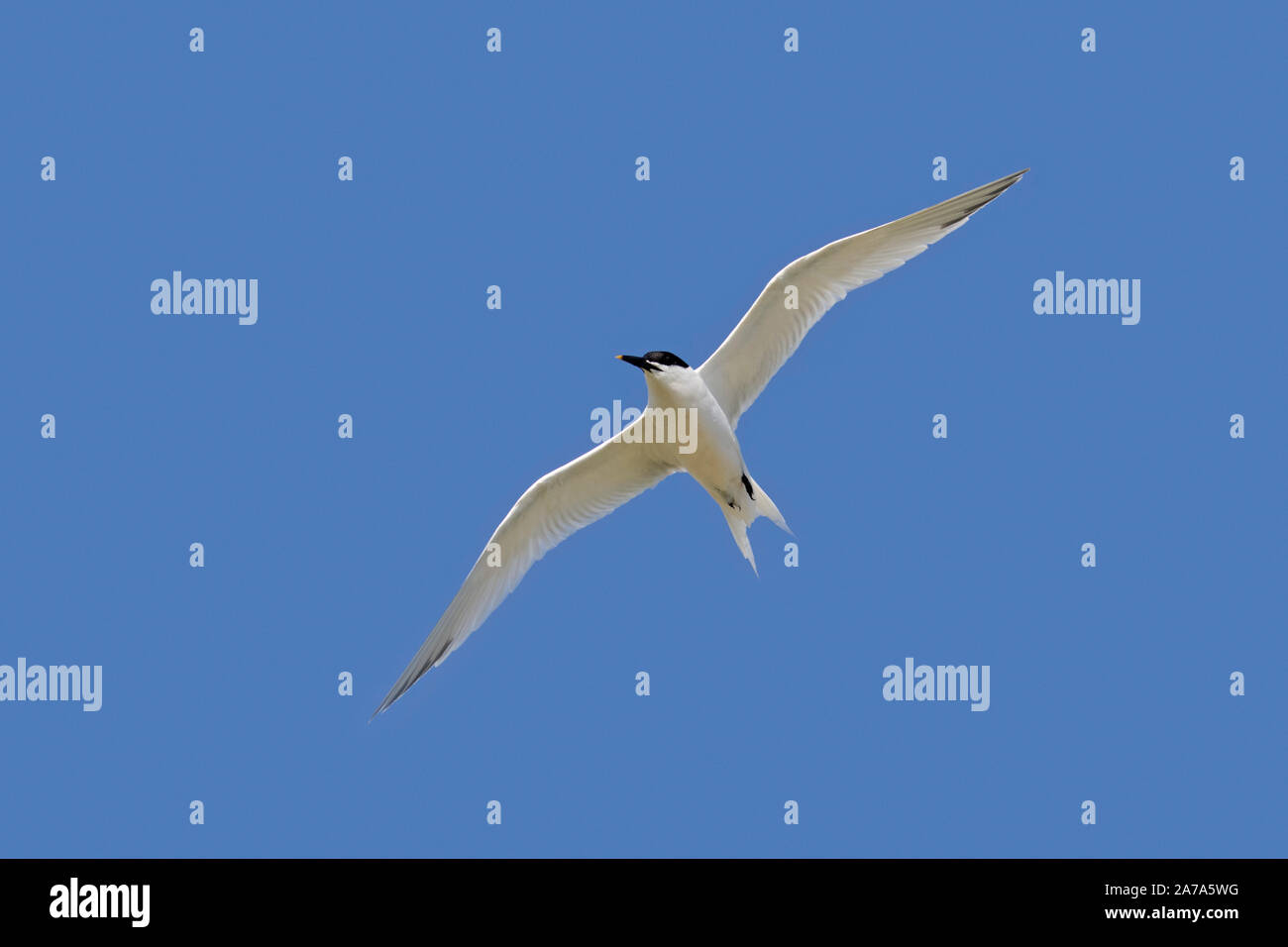 Sandwich tern (Thalasseus sandvicensis / Sterna sandvicensis) flying ...