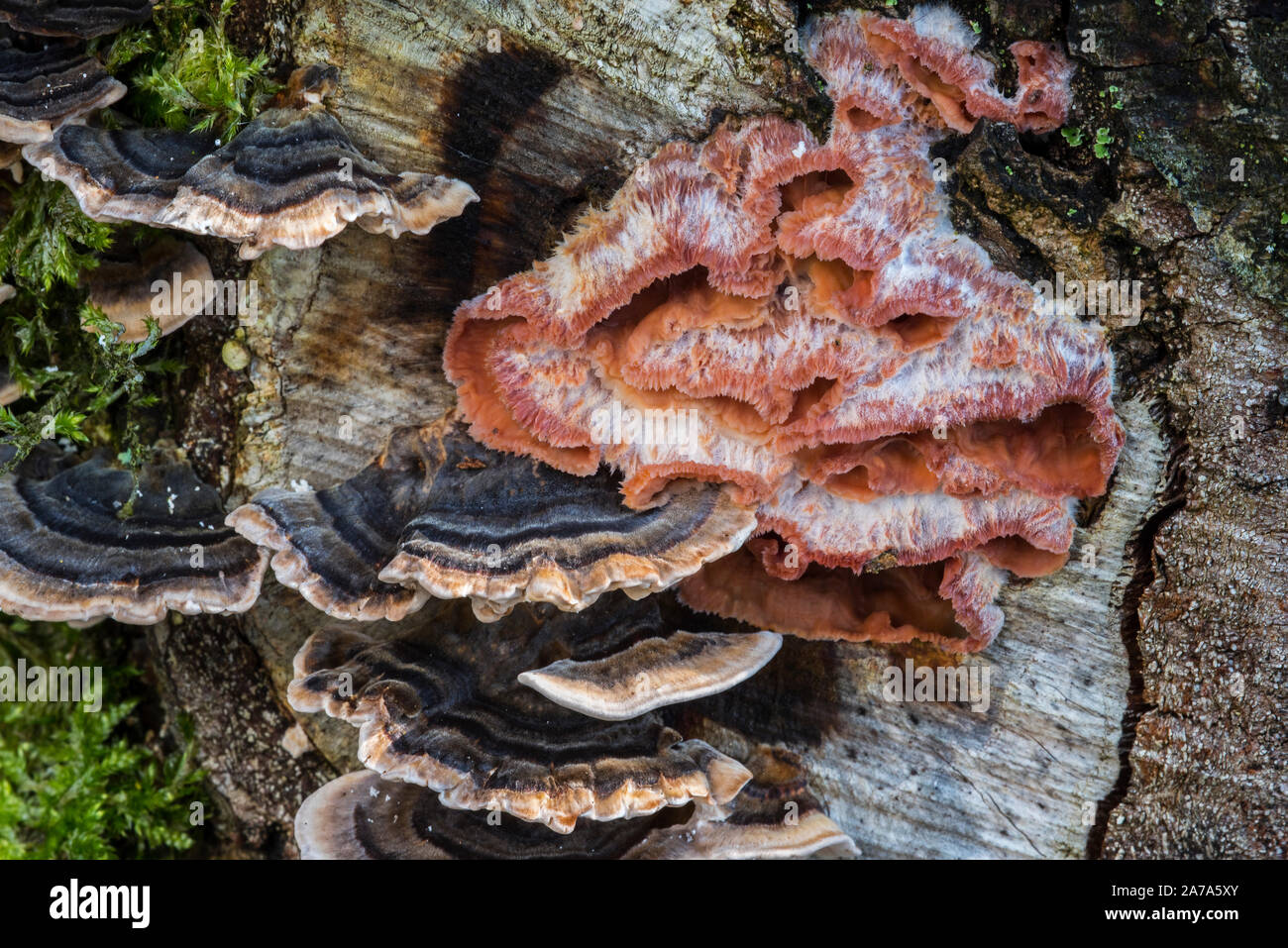 Trembling Merulius / jelly rot (Phlebia tremellosa / Merulius ...