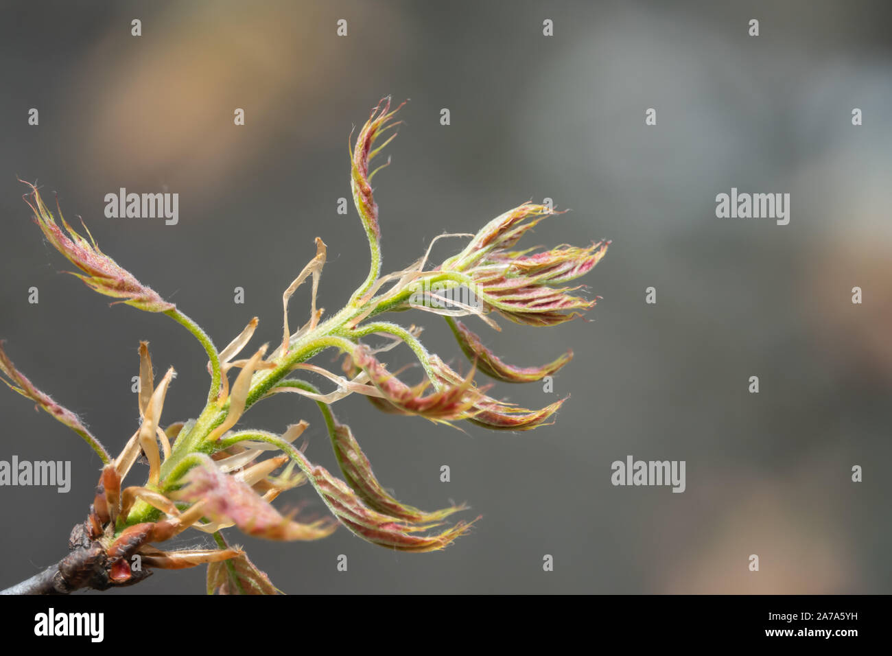 Oak Leaves Sprouting in Springtime Stock Photo - Alamy