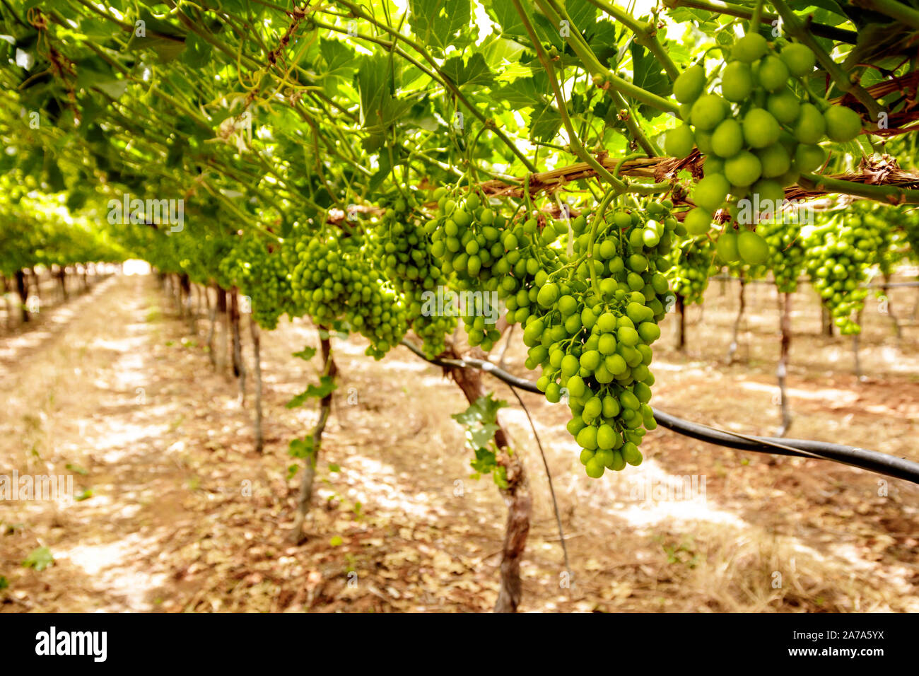 Grapes on the vine in a natural Northern Cape South African vineyard ...