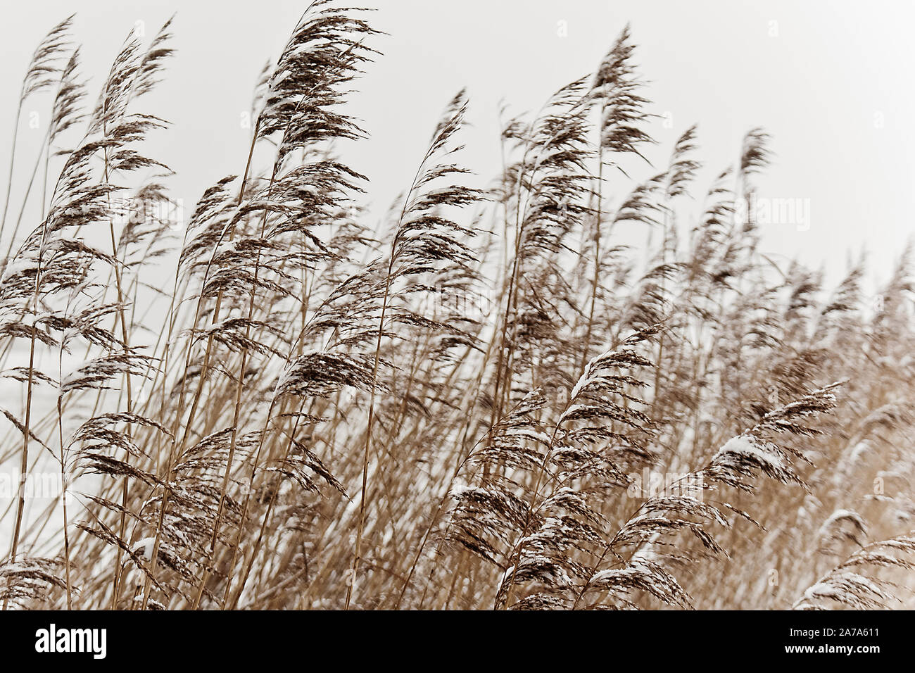 Cold weather and Snow. Reed plants grasses on the dike in northern ...
