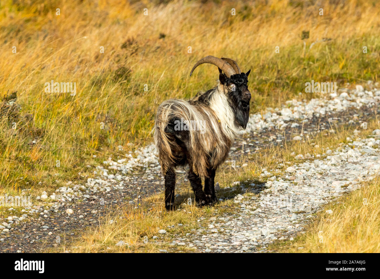 Species of wild goat hi-res stock photography and images - Alamy