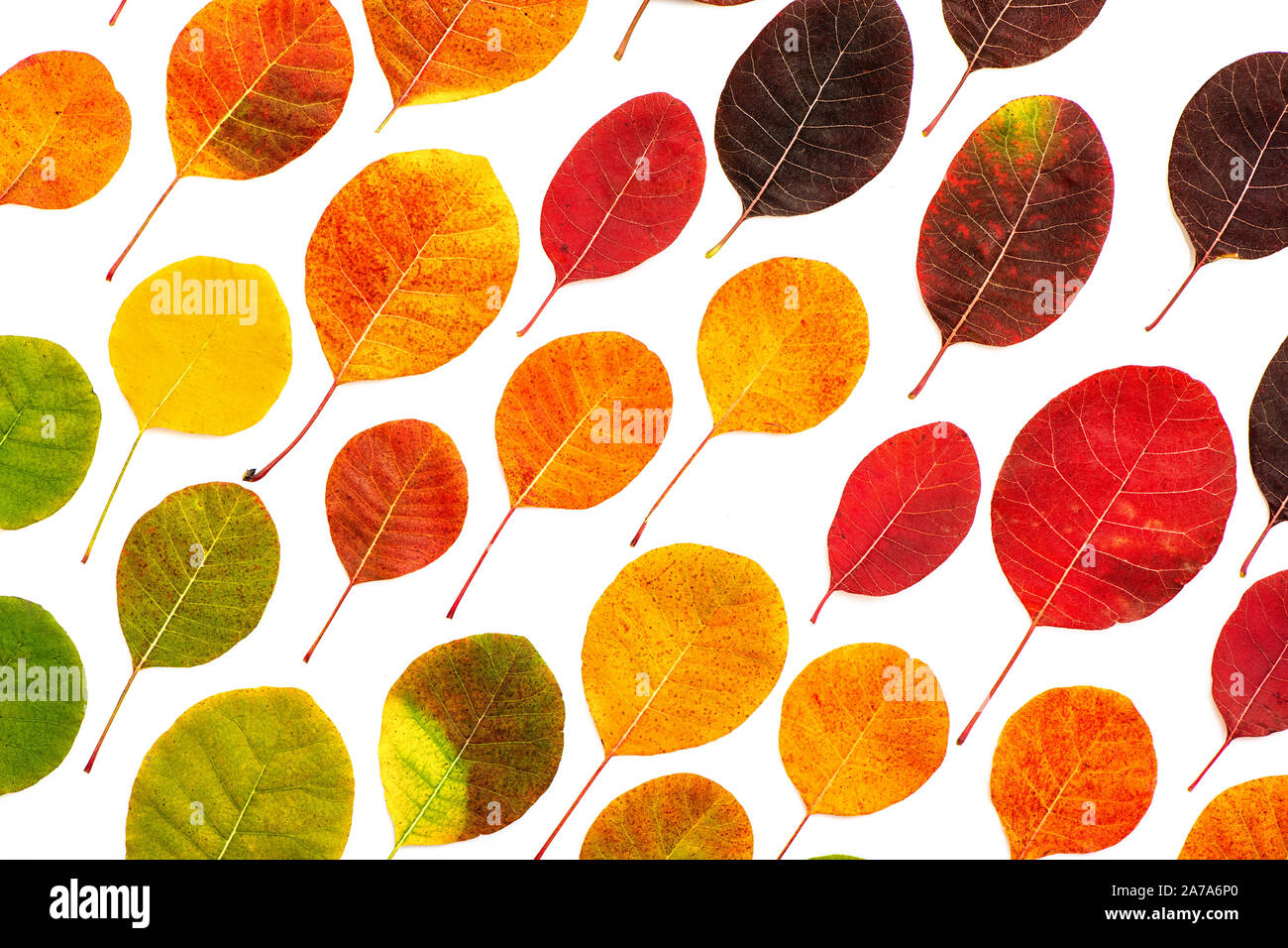 Creative background of colorful autumn leaves. Flat lay Stock Photo - Alamy