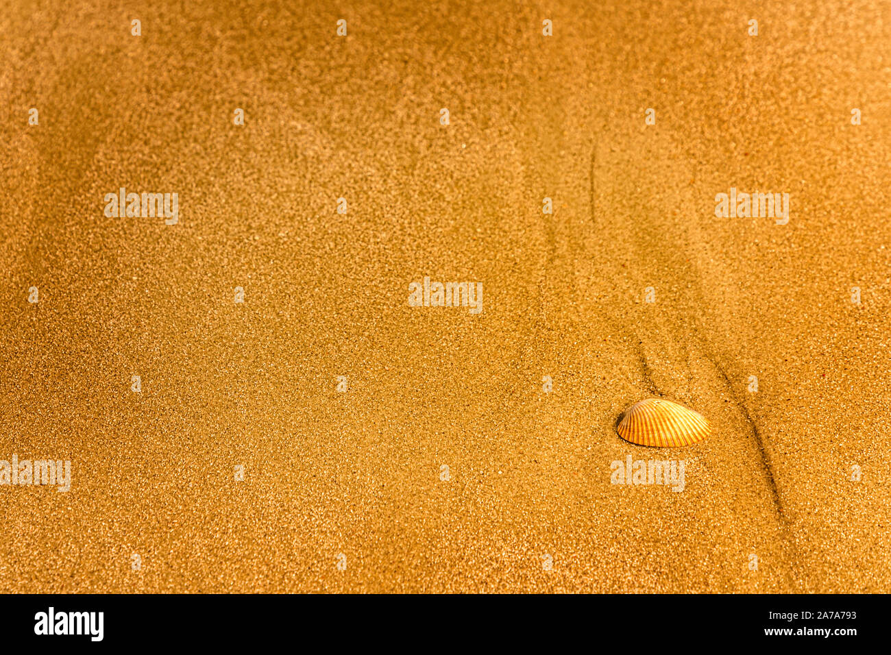 Single shell on a sandy beach, background Stock Photo - Alamy