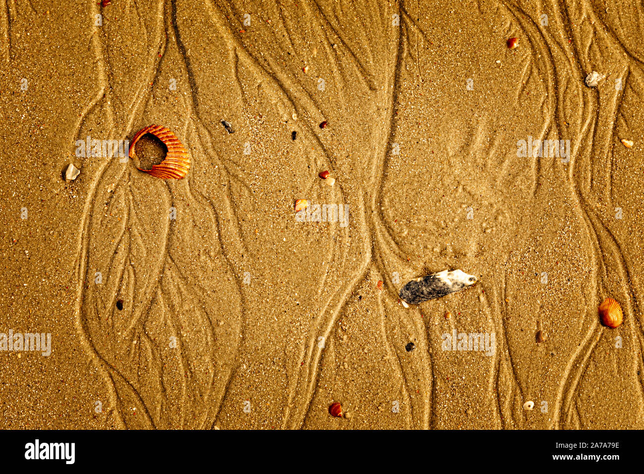 Shells on a golden beach, sand texture Stock Photo - Alamy