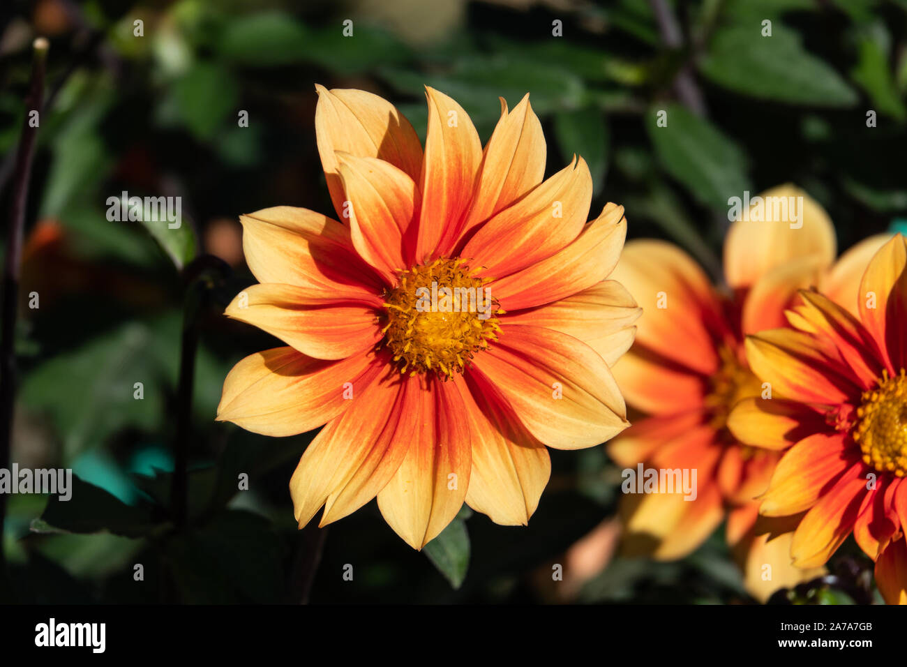 Beautiful orange color dahlia flower hi-res stock photography and ...