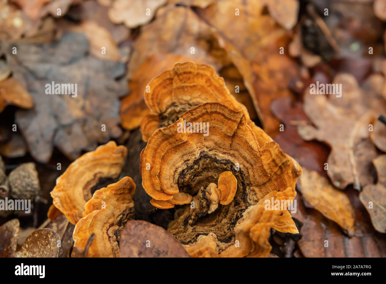 Orange polypore hi-res stock photography and images - Alamy