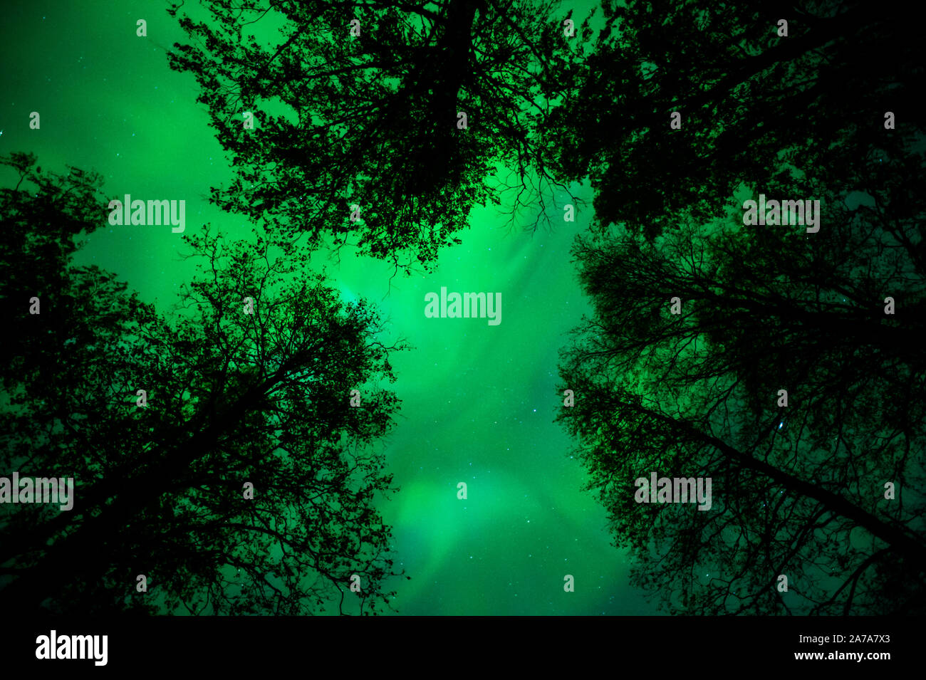 Aurora borealis, Northern lights, above treetops Stock Photo - Alamy