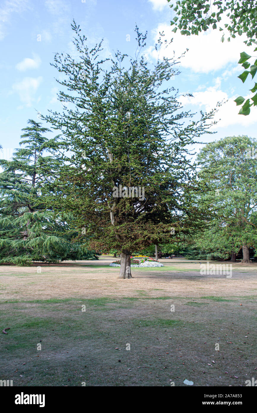 Rare 'Cockscomb' Beech (Fagus sylvatica) tree cultivar in the Flower ...