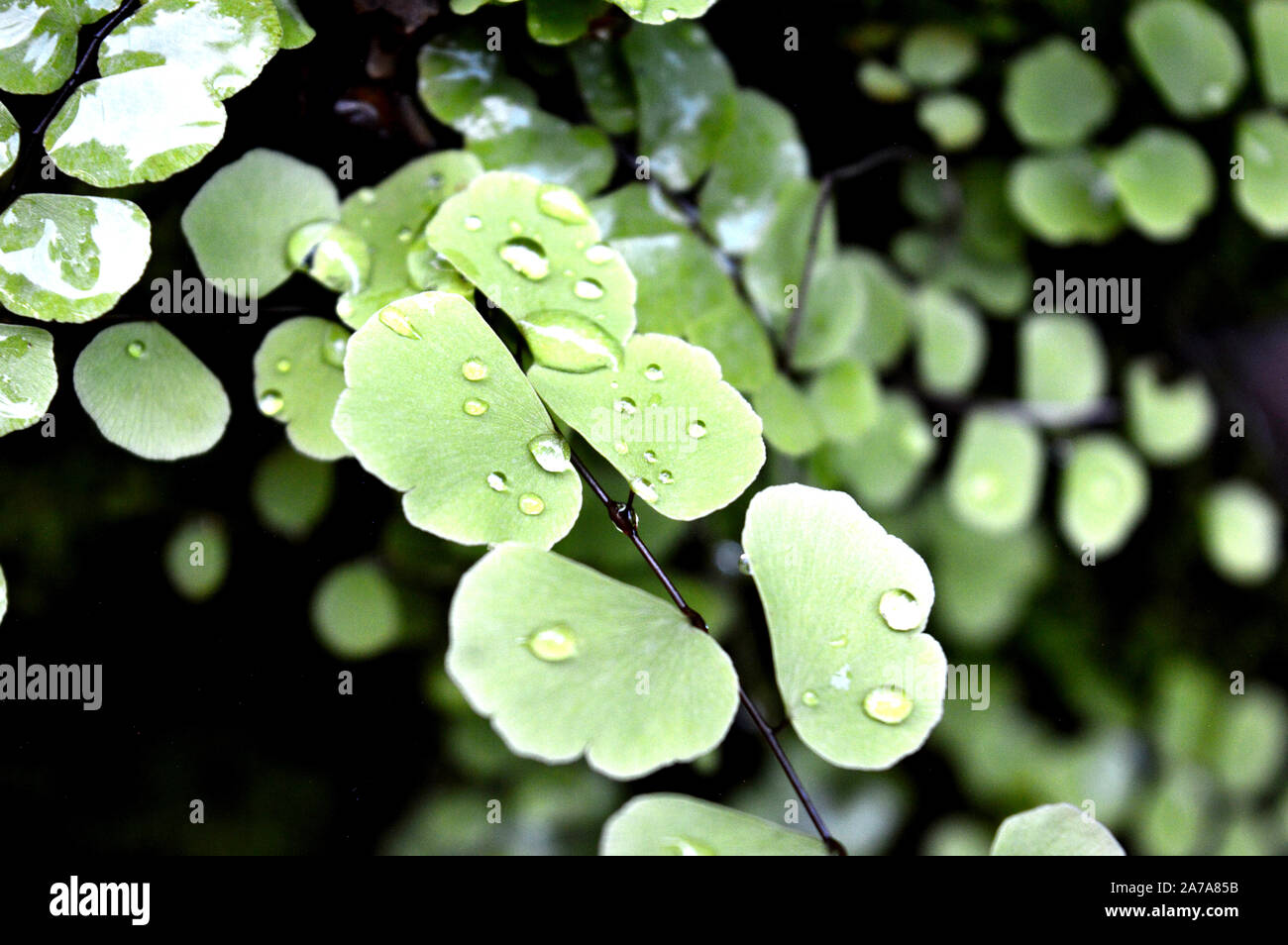 Adrop of rain on the leaf and branches Stock Photo - Alamy