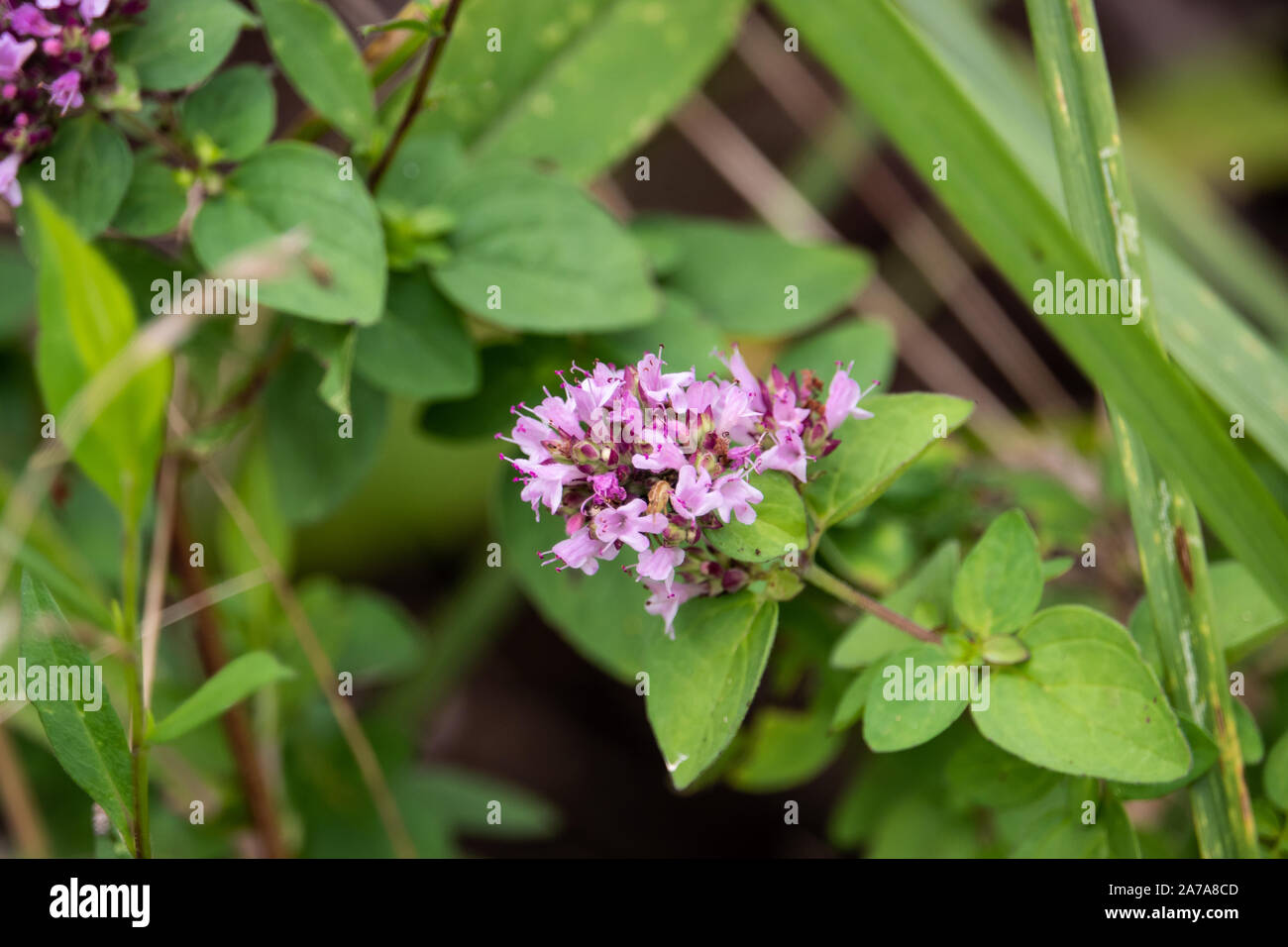 Oregano Flowers in Bloom Stock Photo - Alamy