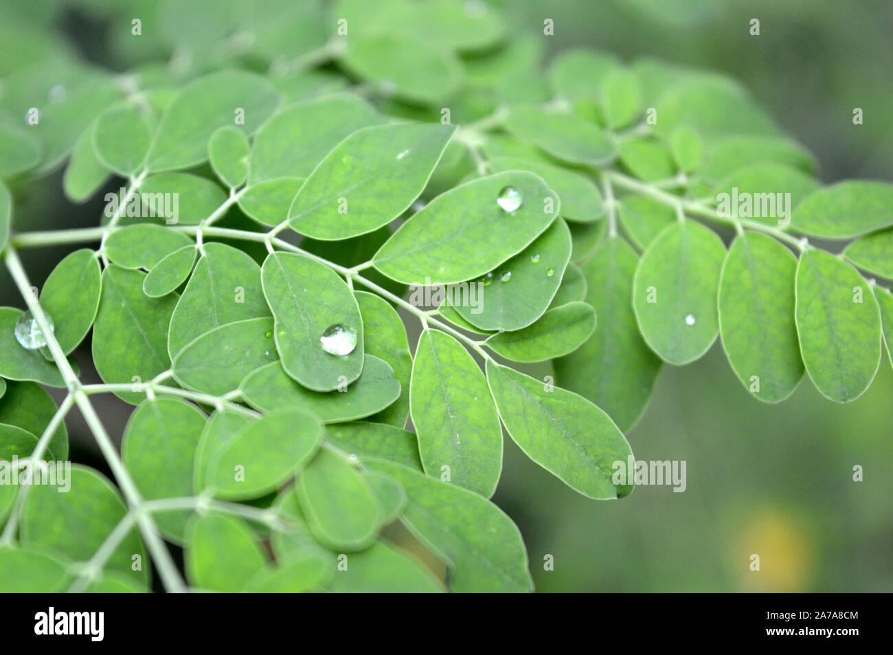 Adrop of rain on the leaf and branches Stock Photo - Alamy