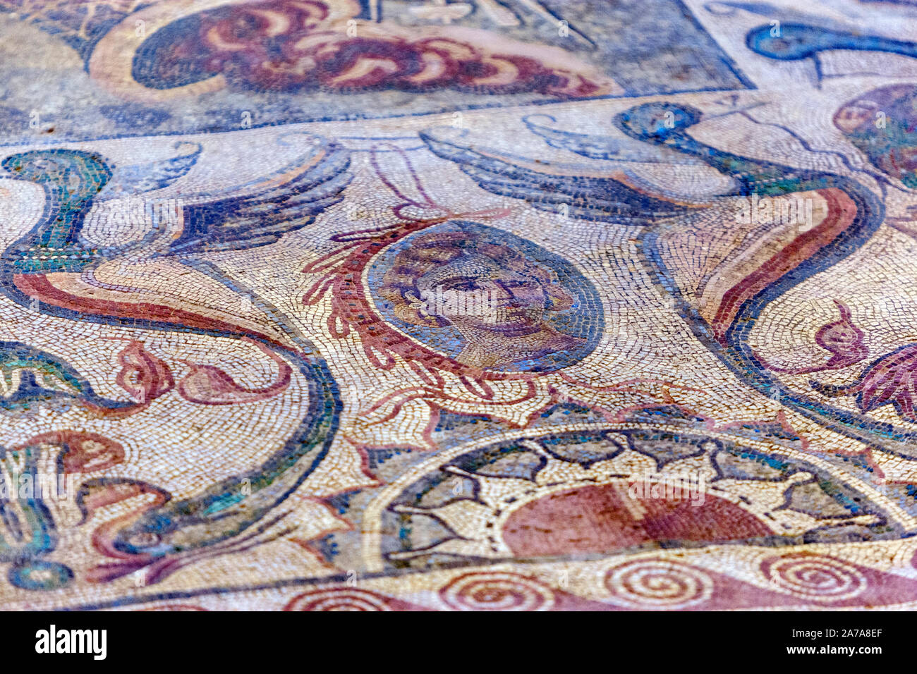 Oecus hi-res stock photography and images - Alamy