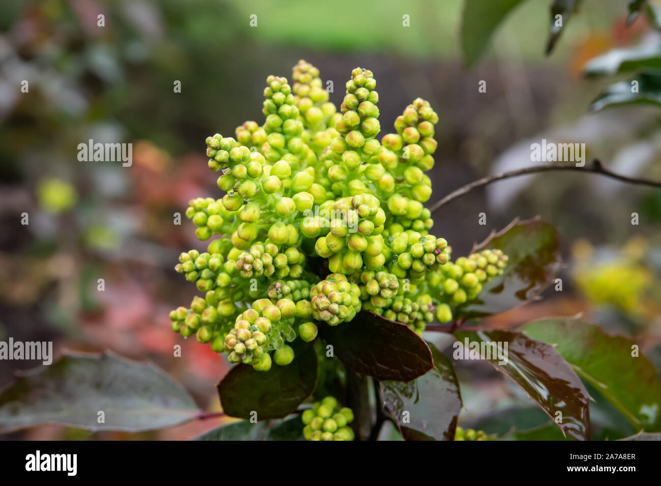Oregon Grape Flower Buds in Winter Stock Photo - Alamy