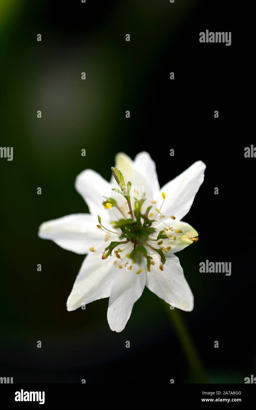 White mutant hi-res stock photography and images - Alamy