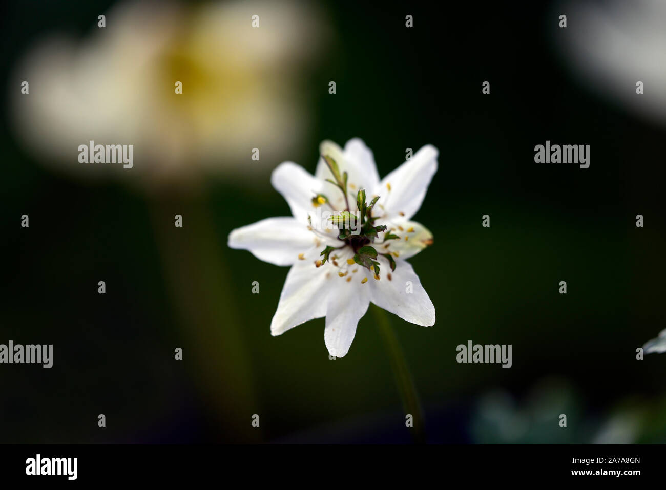 White mutant hi-res stock photography and images - Alamy