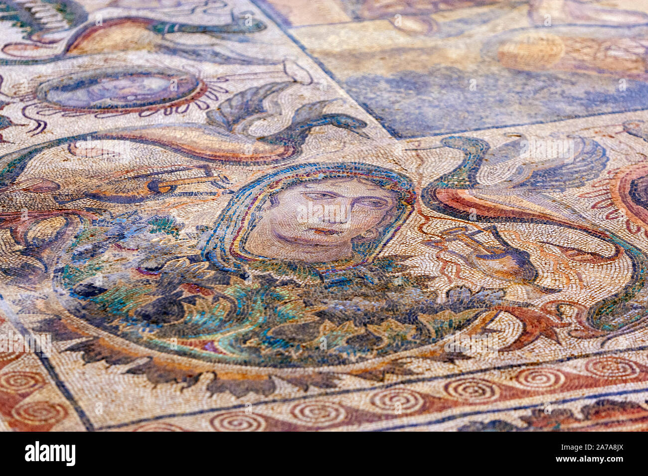 Oecus hi-res stock photography and images - Alamy