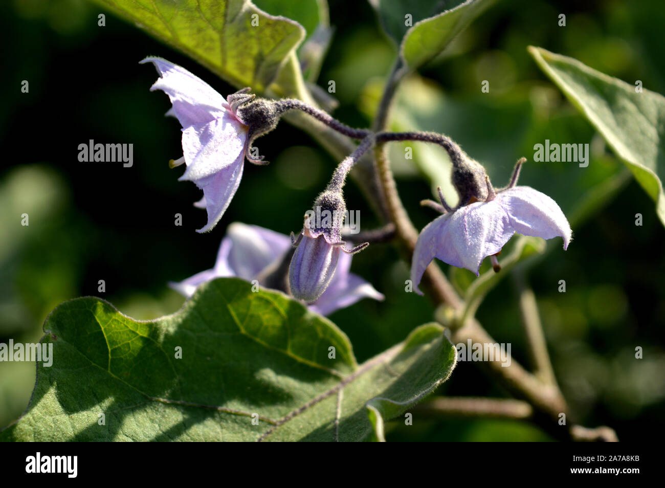 Brinjal flower hi-res stock photography and images - Alamy