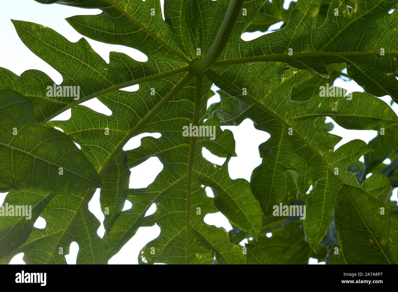 papaya tree and leaf Stock Photo - Alamy