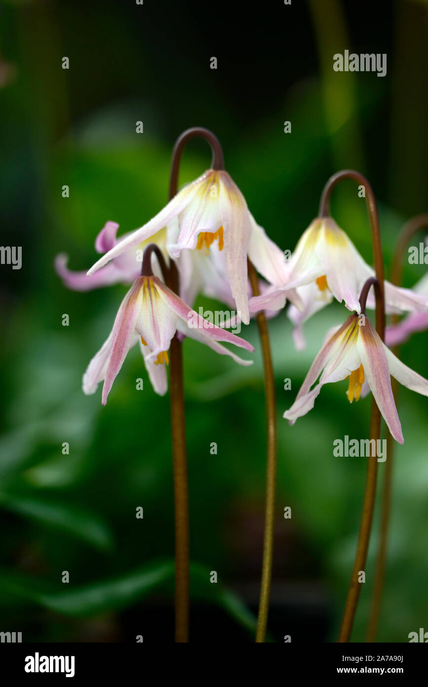 Howellii hi-res stock photography and images - Alamy