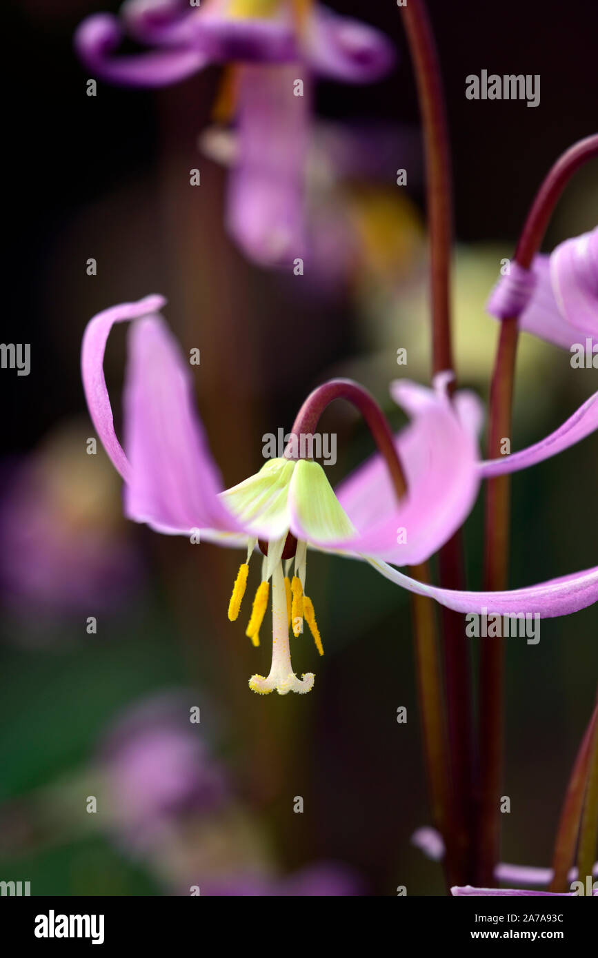 Pink erythronium hi-res stock photography and images - Alamy