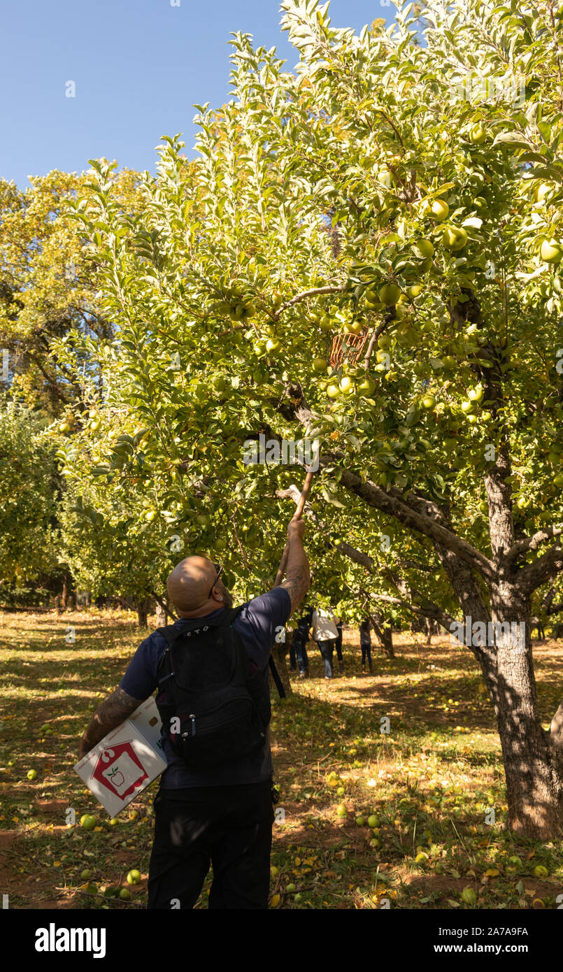 Harvesting apples orchard hi-res stock photography and images - Alamy