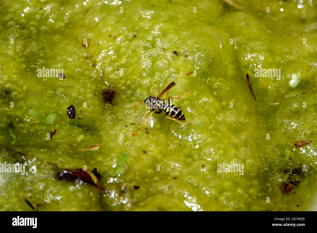Algae paper hi-res stock photography and images - Alamy