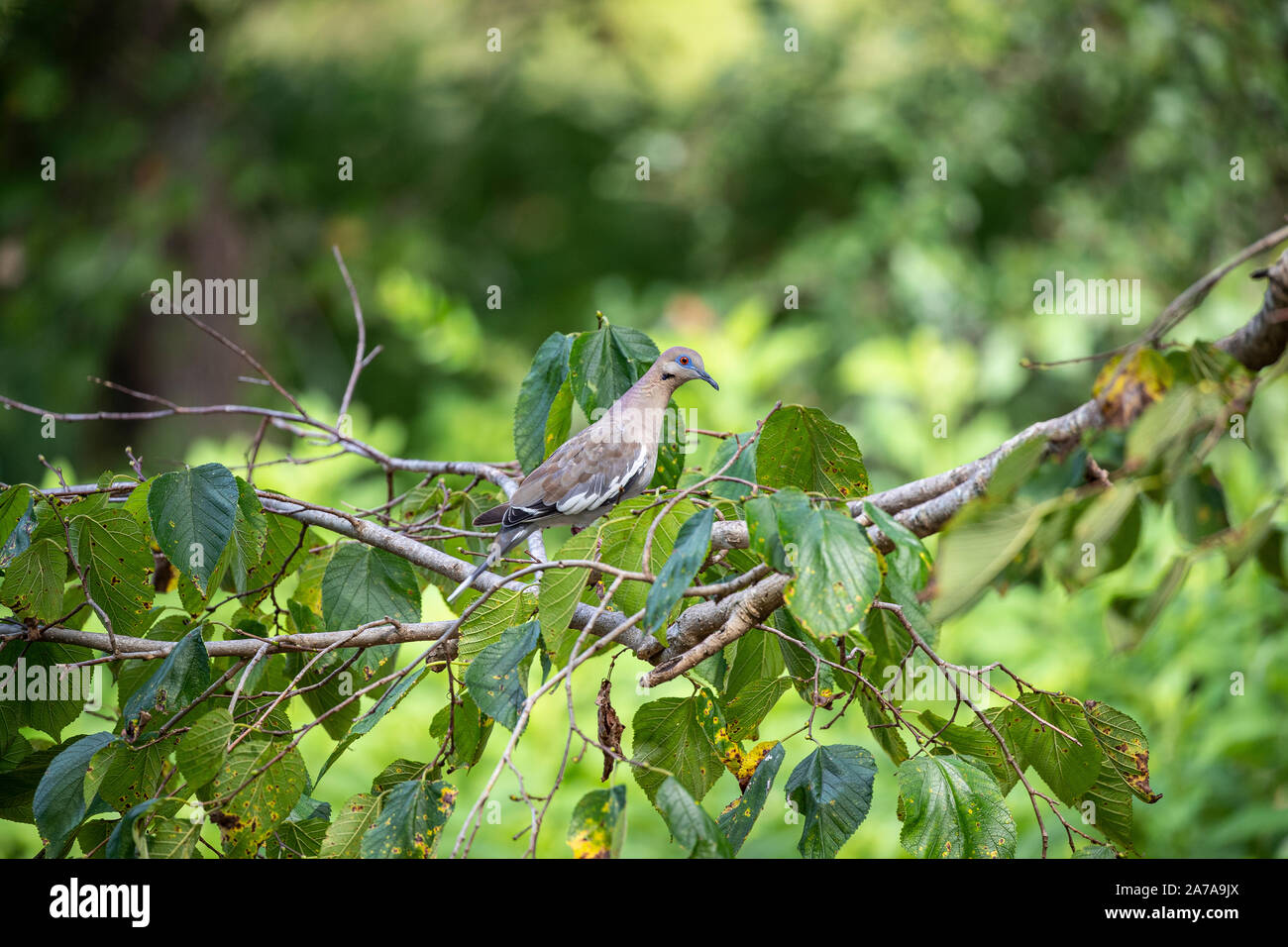 Perch in a tree hi-res stock photography and images - Alamy