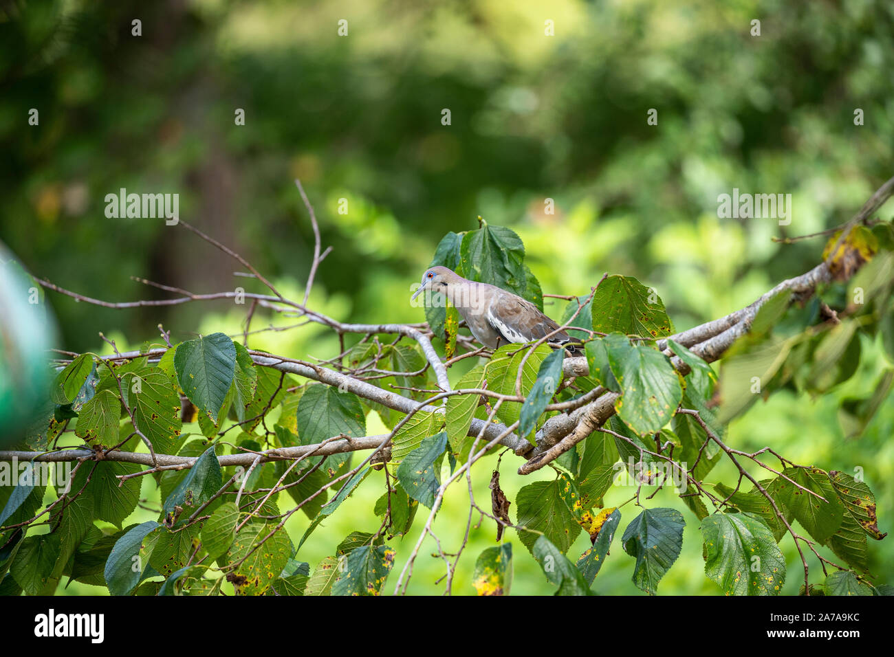 White winged dove in tree hi-res stock photography and images - Alamy